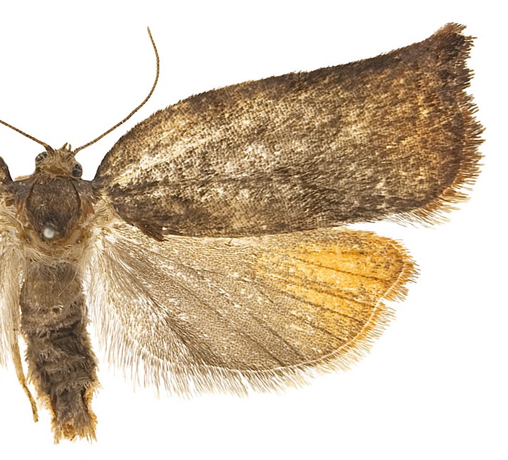 Archips podana | Tortricid ID