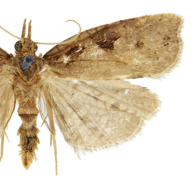 Ctenopseustis obliquana | Tortricid ID