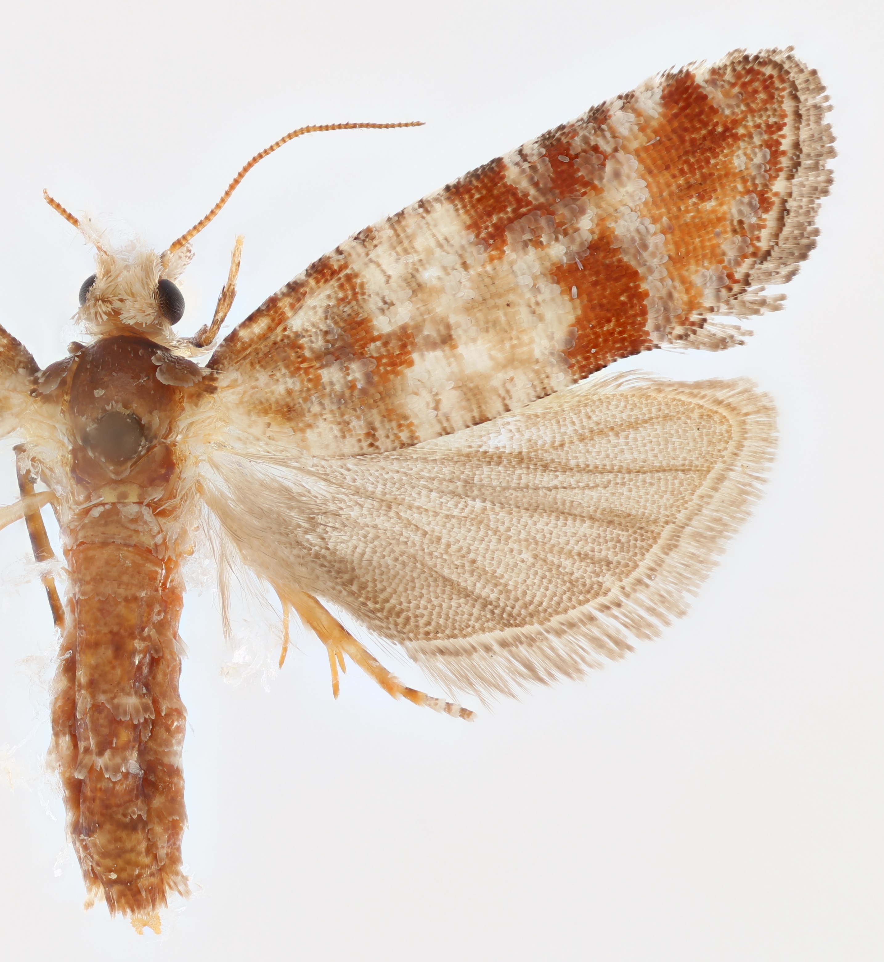 Rhyacionia spp. | Tortricid ID