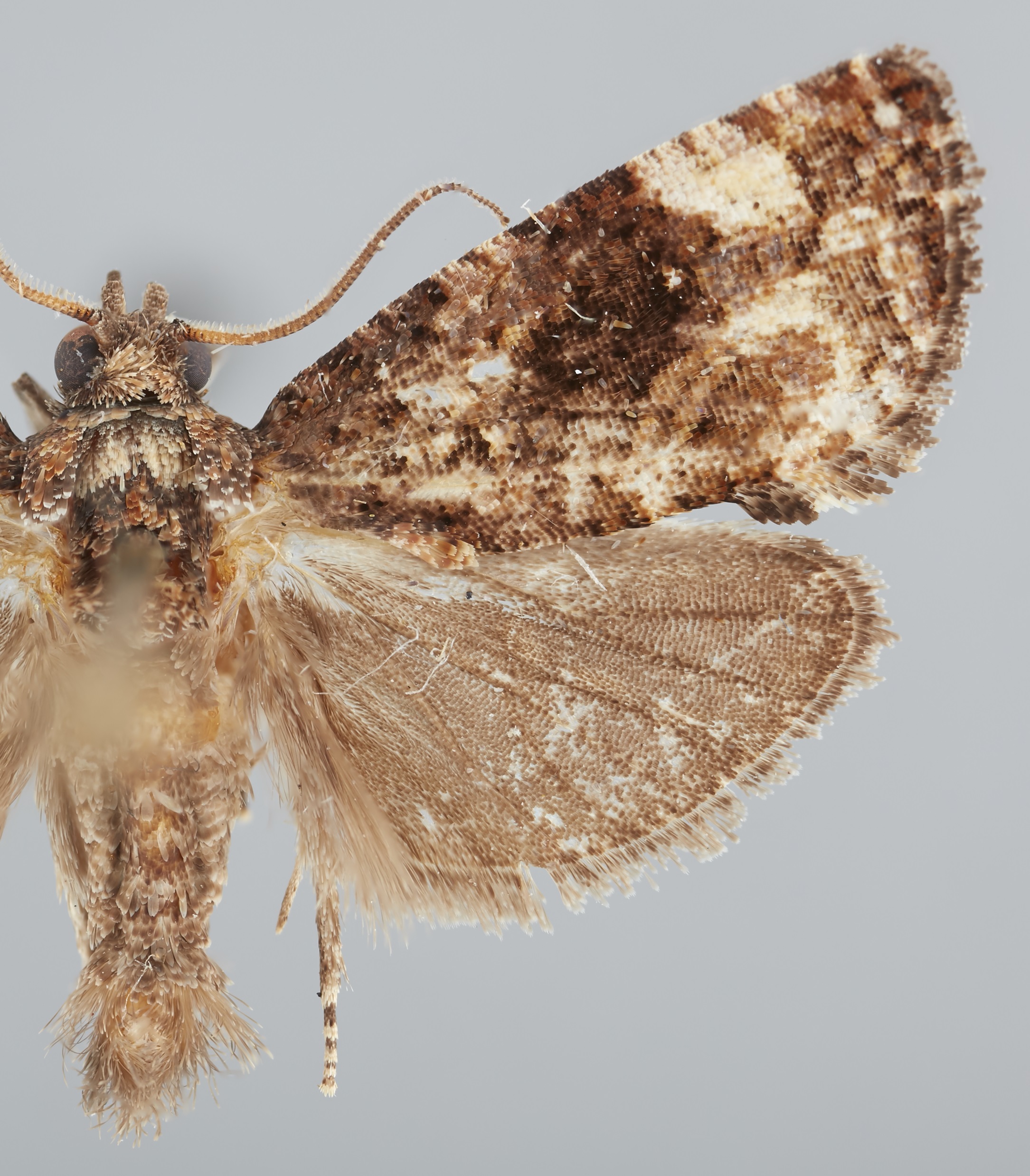 Gymnandrosoma trachycerus | Tortricid ID